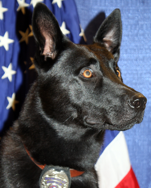 The Pocomoke Public Eye: Ocean City Police K-9 Graduates from Training