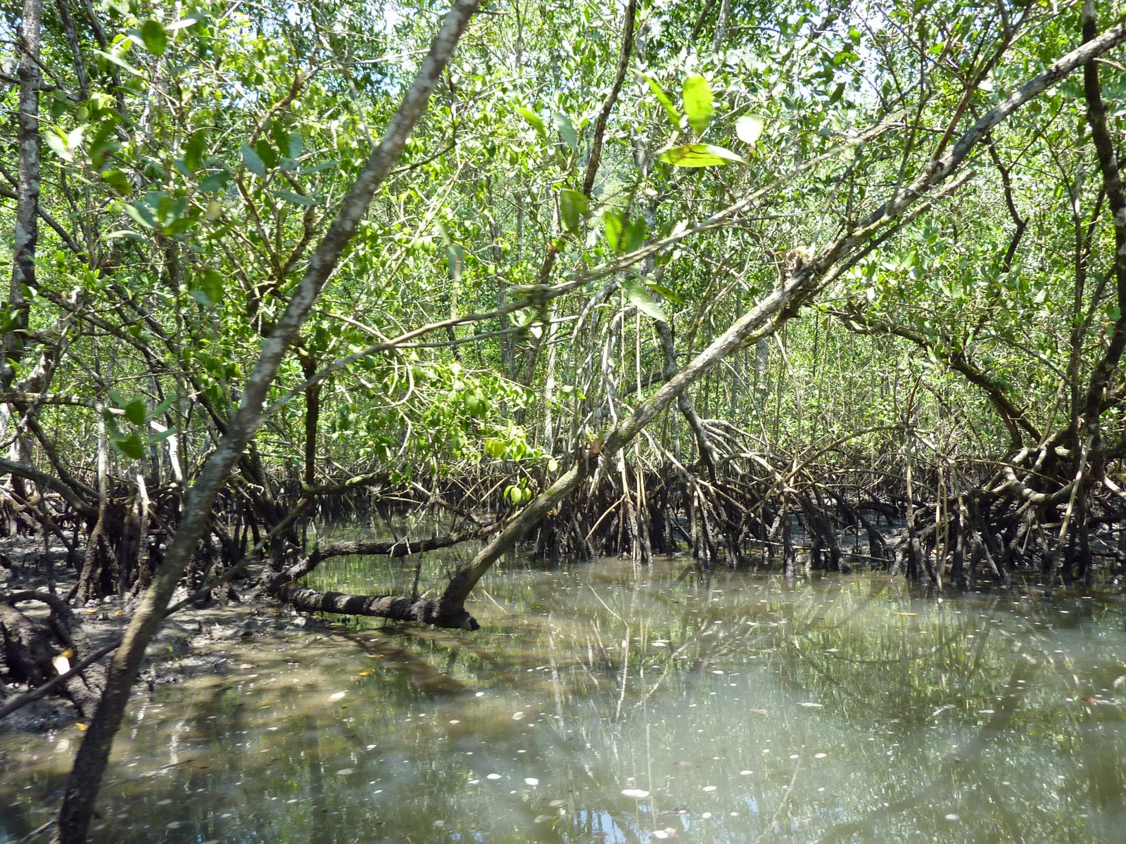 As Geografias do Mundo - Prof. Fabio Tadeu: MANGUE - A Importância dos ...