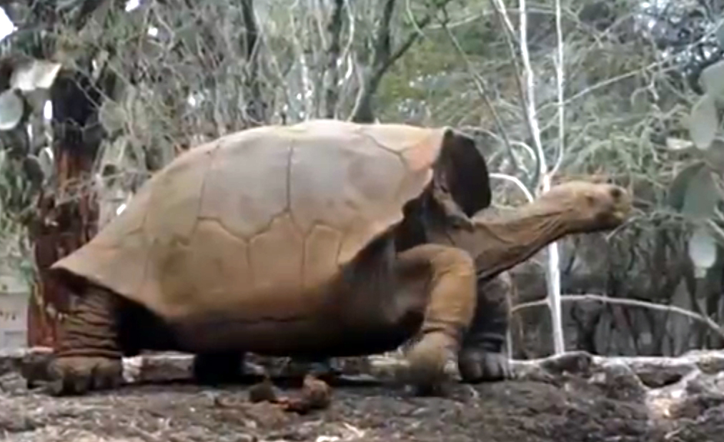 Revista El Cañero: Recuperan en Galápagos especie de tortuga ...