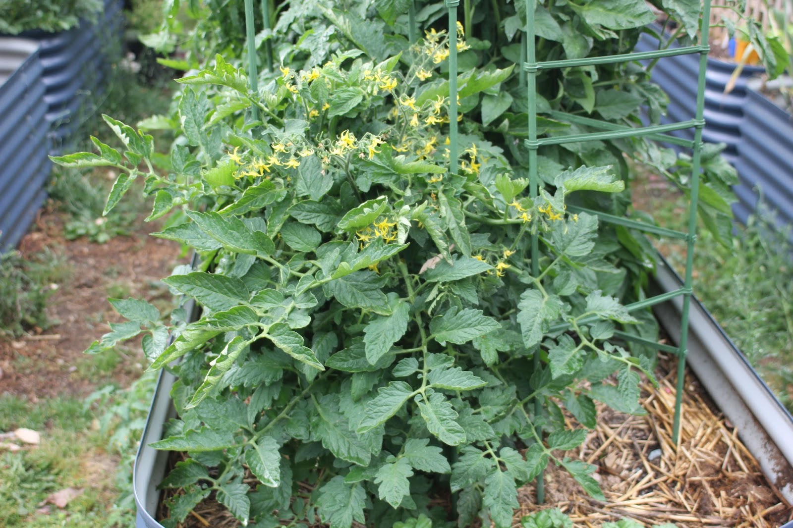 Mudflower: Igloo tomato