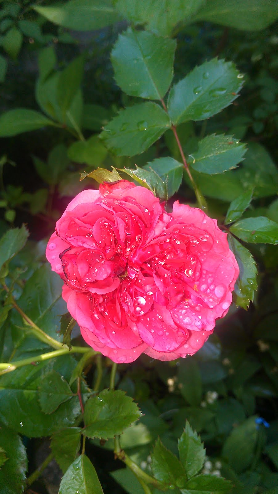 Natural Neighbors Garden Therapy