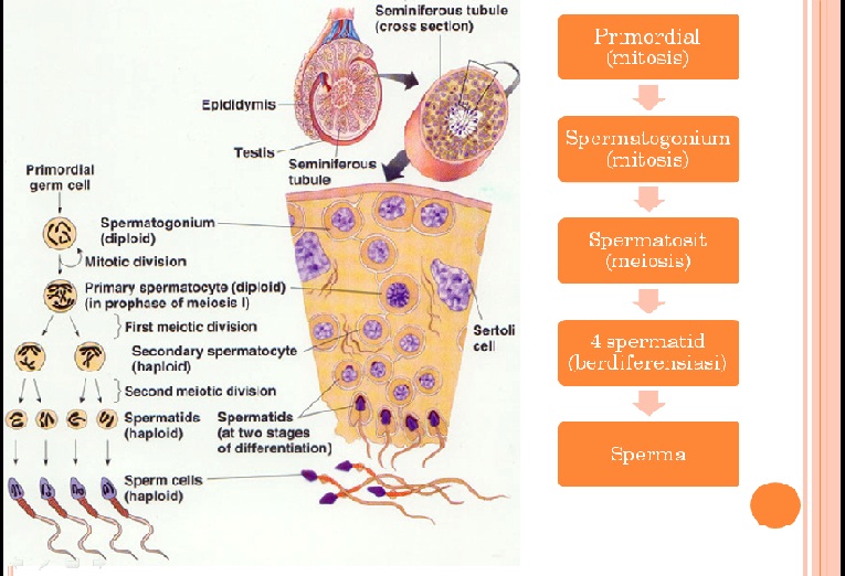 Satria buah: Spermatogenesis