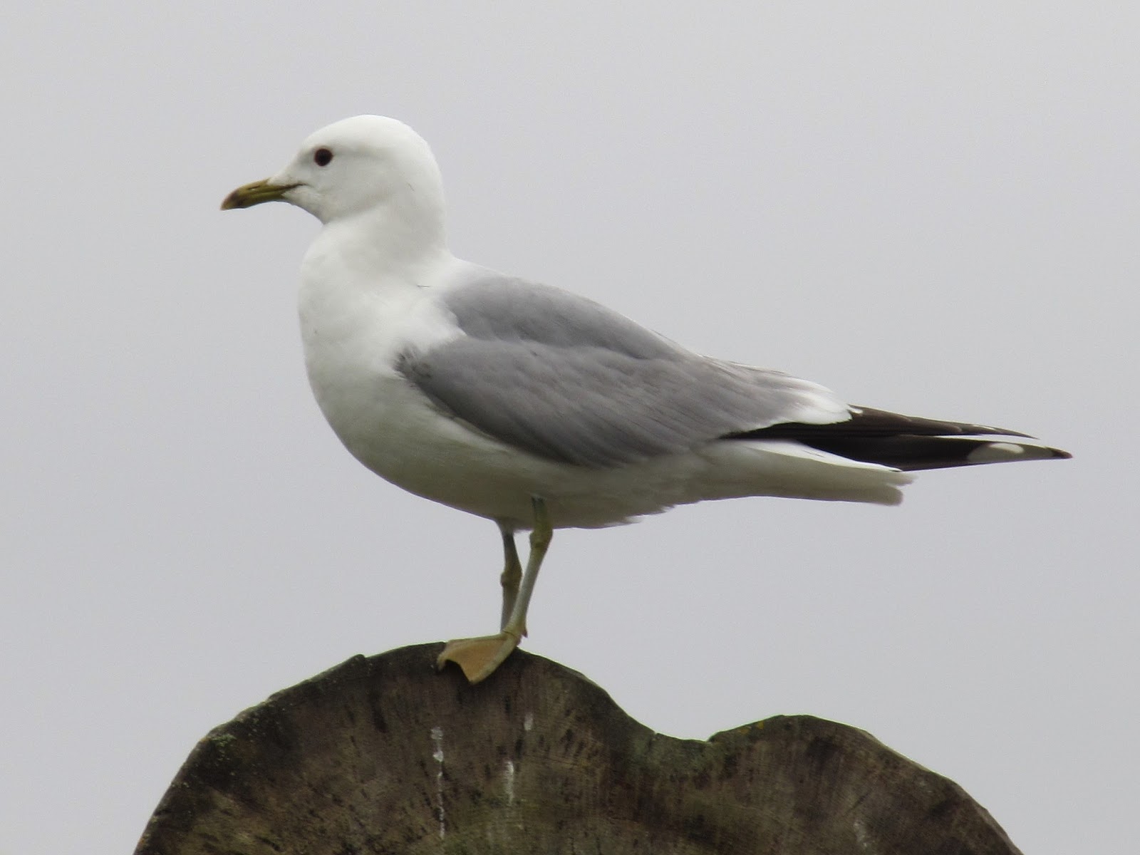 Maanantain lintukuvat