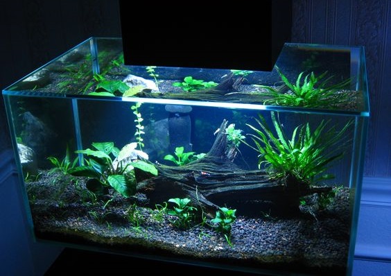 Inspirasi Aquascape Mini di Rumah