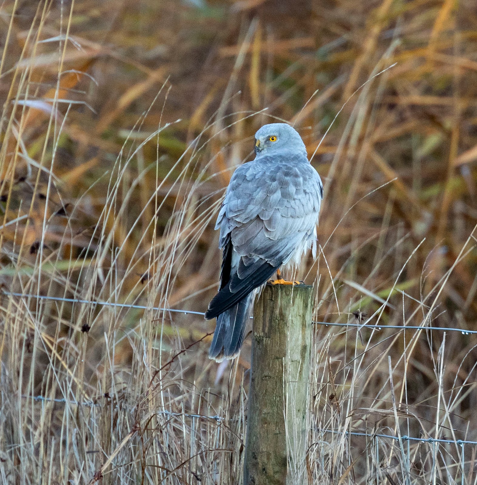 pewit: colour ringed male Hen Harrier