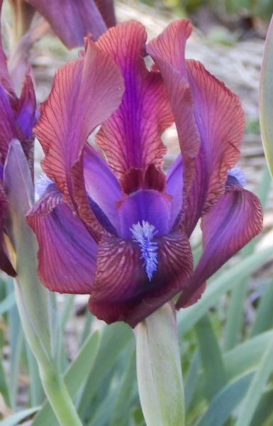 World of Irises: In Praise of Regelias