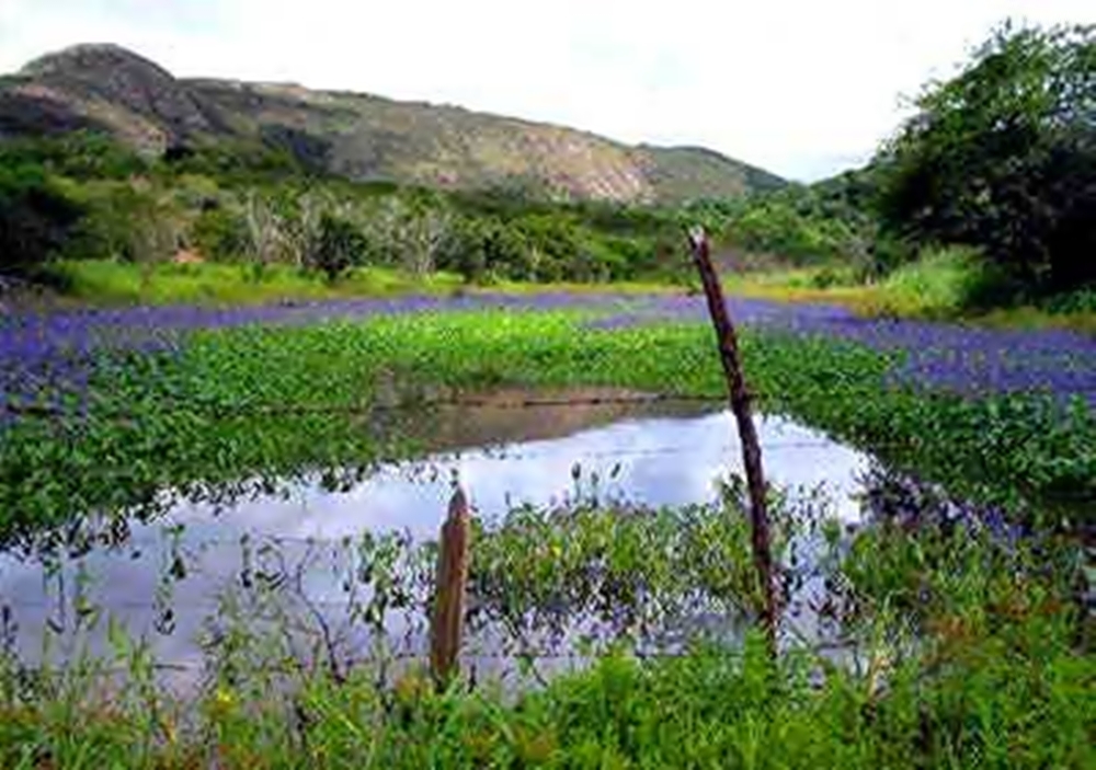 Blog do Edu Ambiental: Brejo