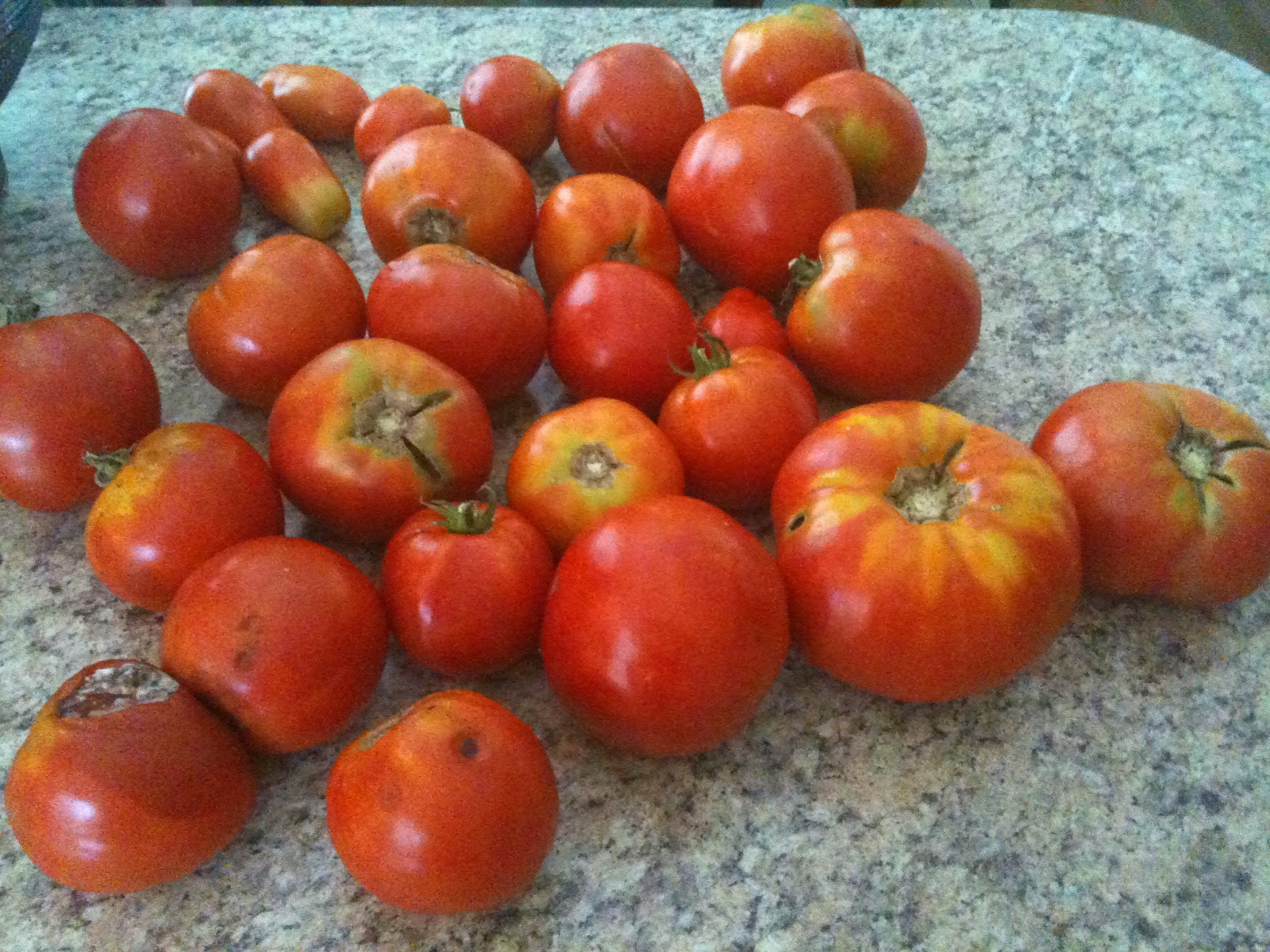 Roof with a View: Savory Smackerel: Back to the Tomato