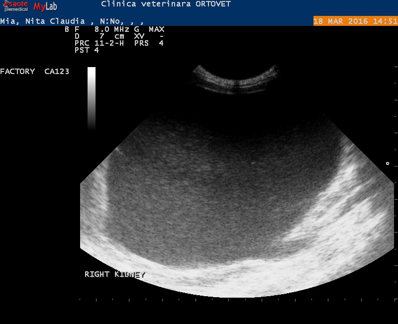 Cronicile ORTOVET Excelsior: Hidronefroză rezolvată prin nefrectomie ...