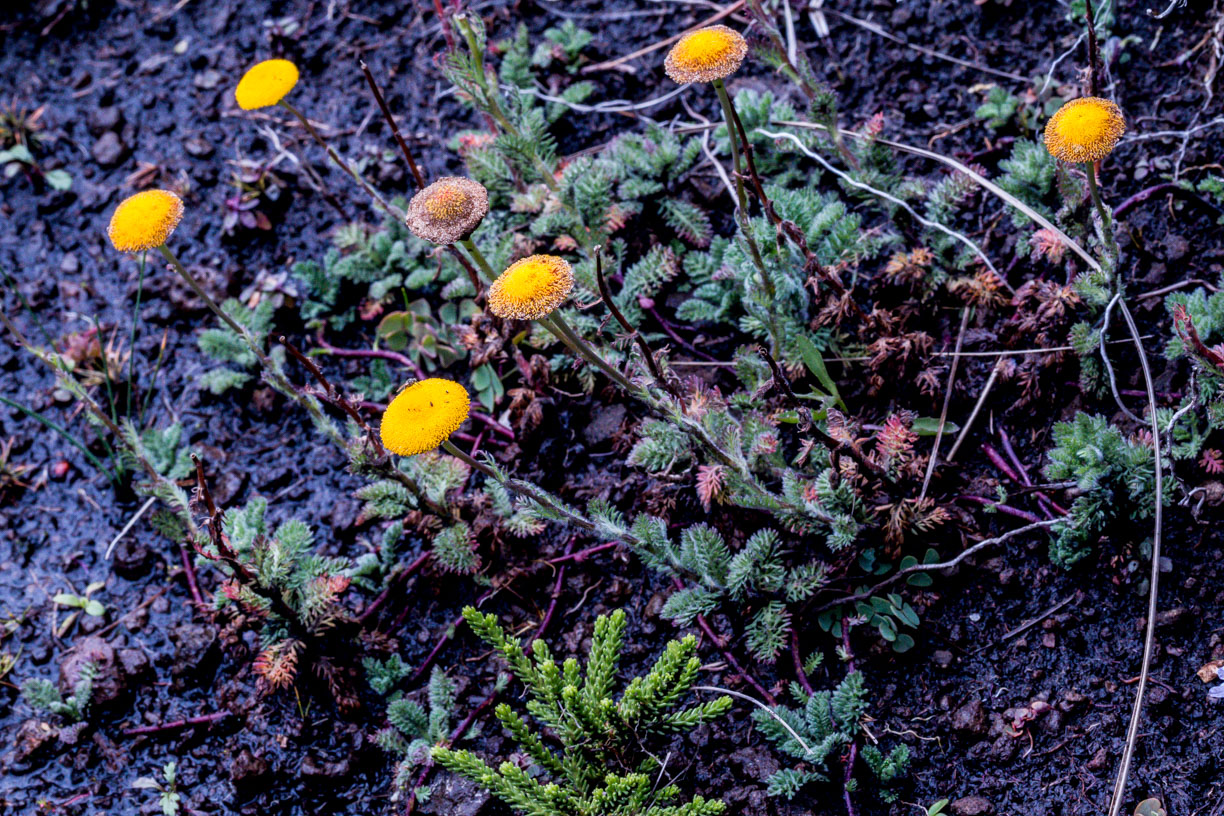 Pondoland C.R.E.W. Blog: Flowering now (March 2018)