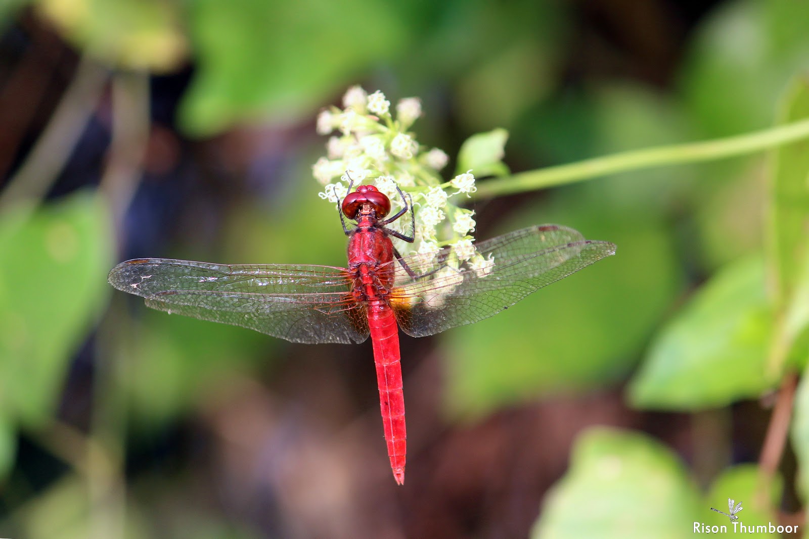 Dragonflies and Damselflies Of Kerala: Rufous Marsh Glider (Rhodothemis ...