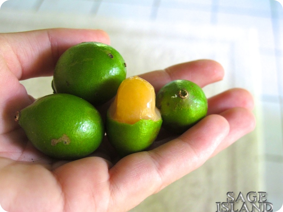 Sage Island: Fawning over Genips