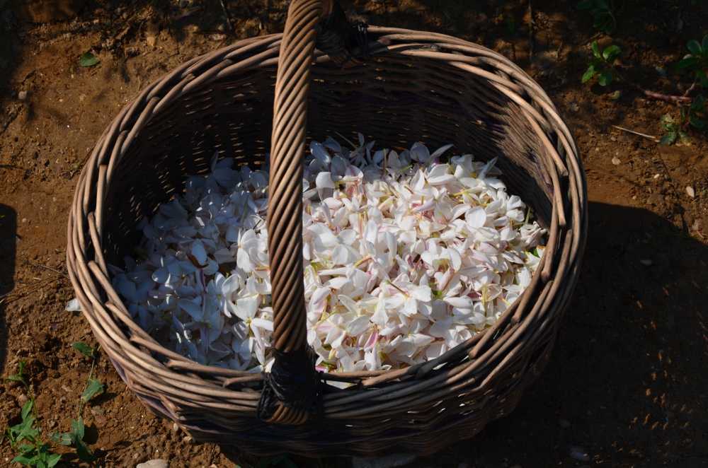 Unique Provence Luxury and Authentic Travel Blog: Grasse - The Jasmine ...