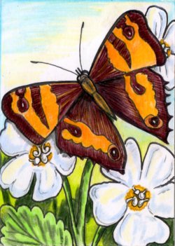 The Daily Art of LemurKat: Flutterbys of New Zealand