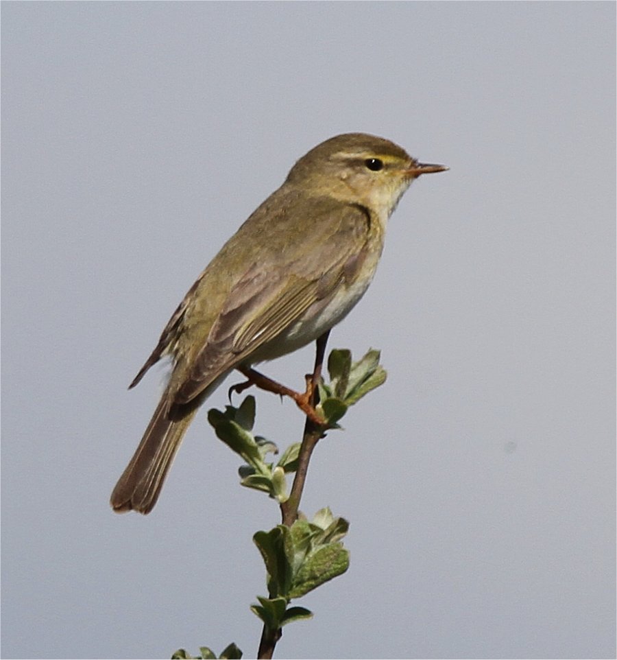 Murfs Wildlife : Willow Warbler