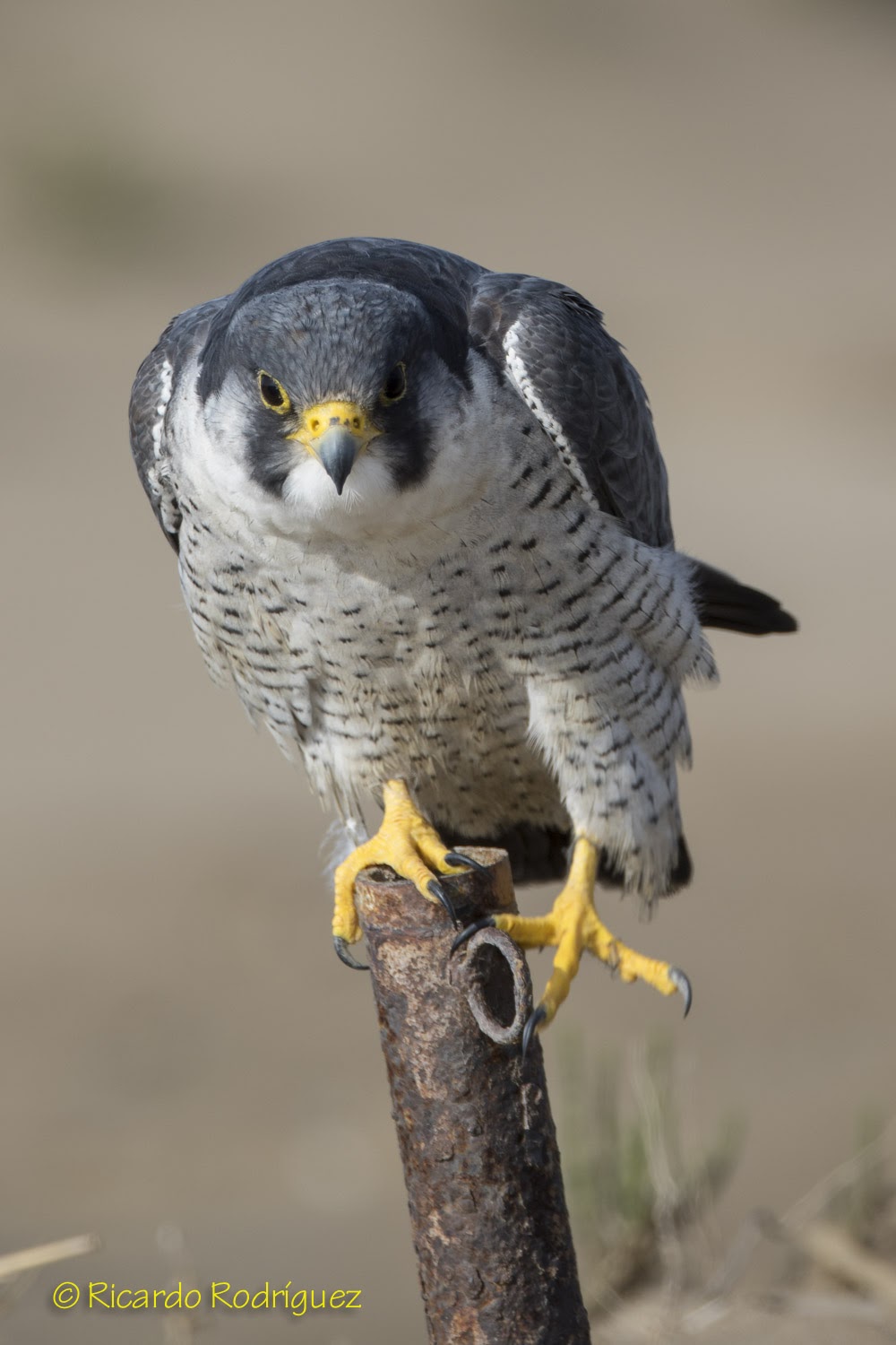 Aves Ricardo Rodriguez: Halcón peregrino "calidus" (Falco peregrinus ...