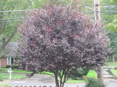 MonicasDiversityOfLifePage: THUNDERCLOUD FLOWERING PLUM