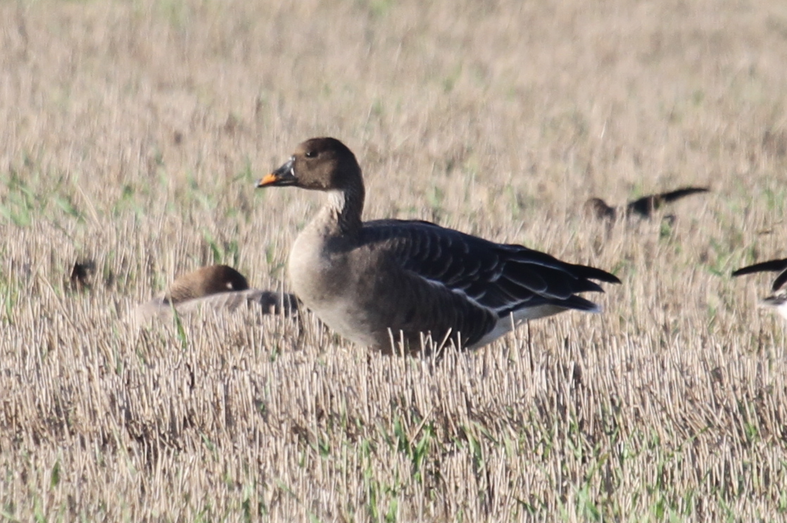 Graham's Birding Blog: More geese, but finally a rare