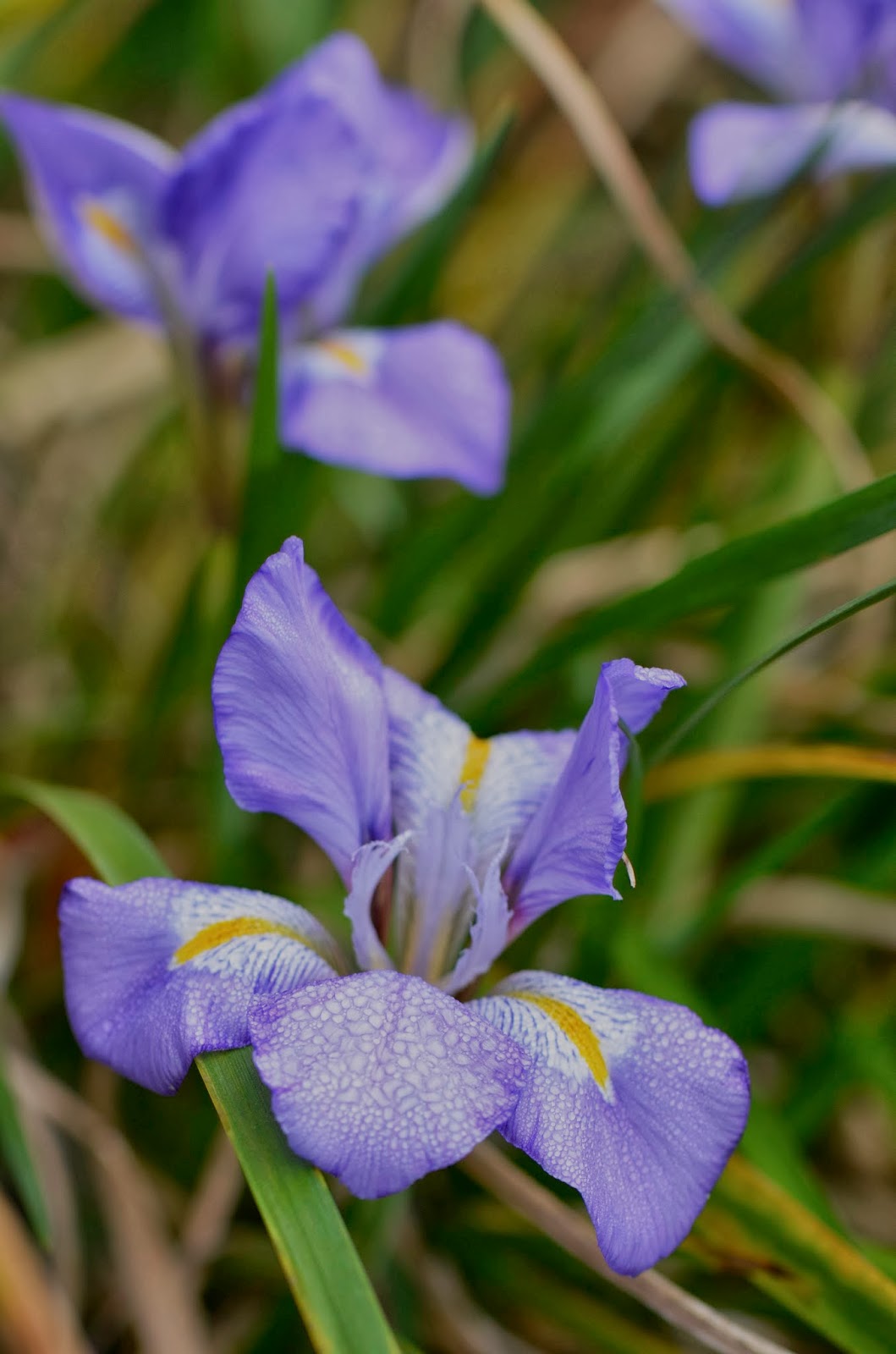 Sue's garden: A herald of winter - iris unguicularis