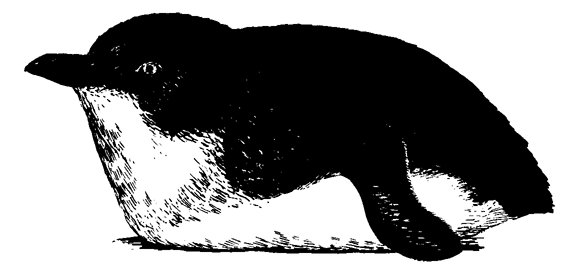 Friends of Lillico Penguins: Arabic