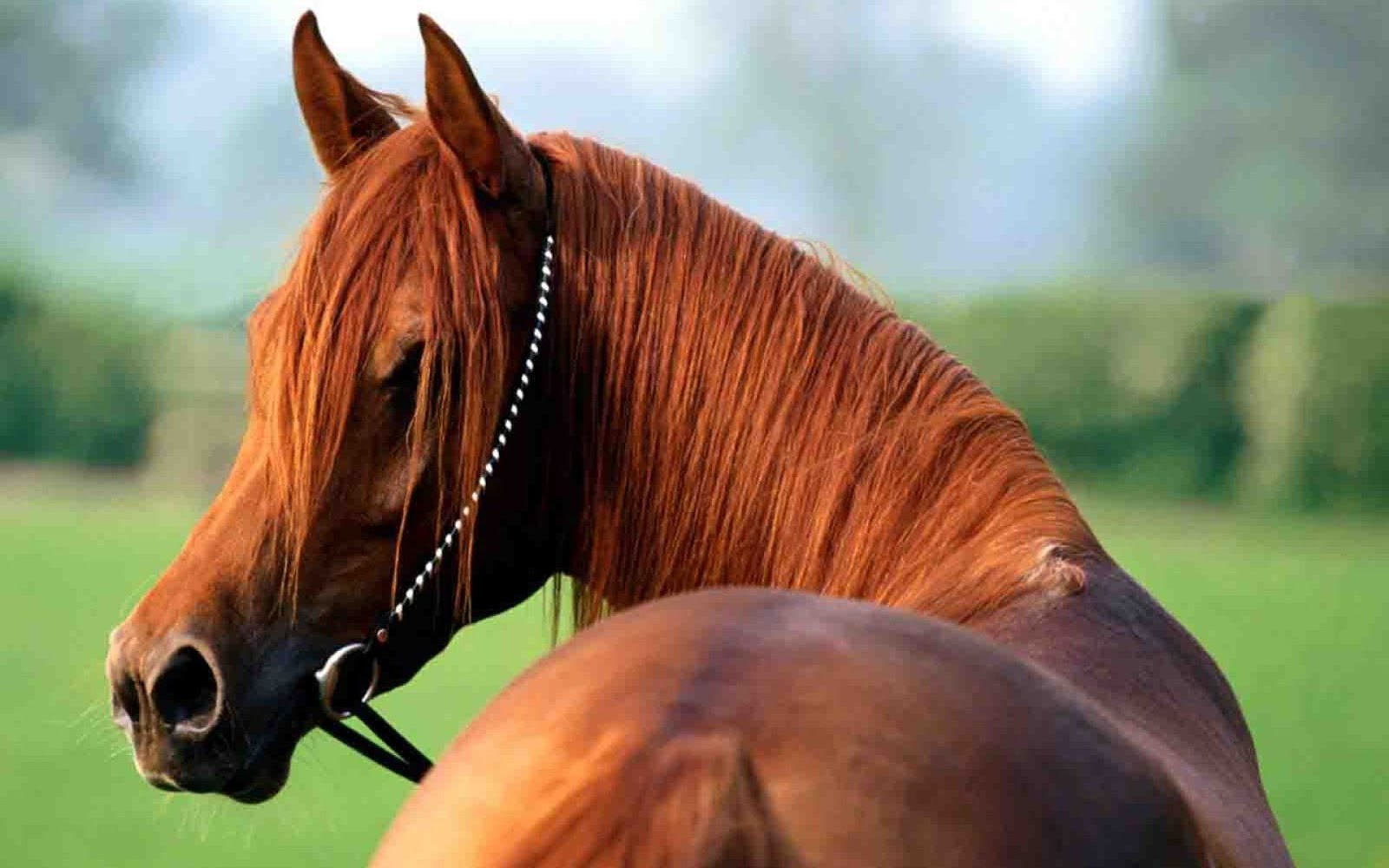 IMAGENES DE CABALLOS: IMAGEN DE CABALLO MIRANDO DE REOJO