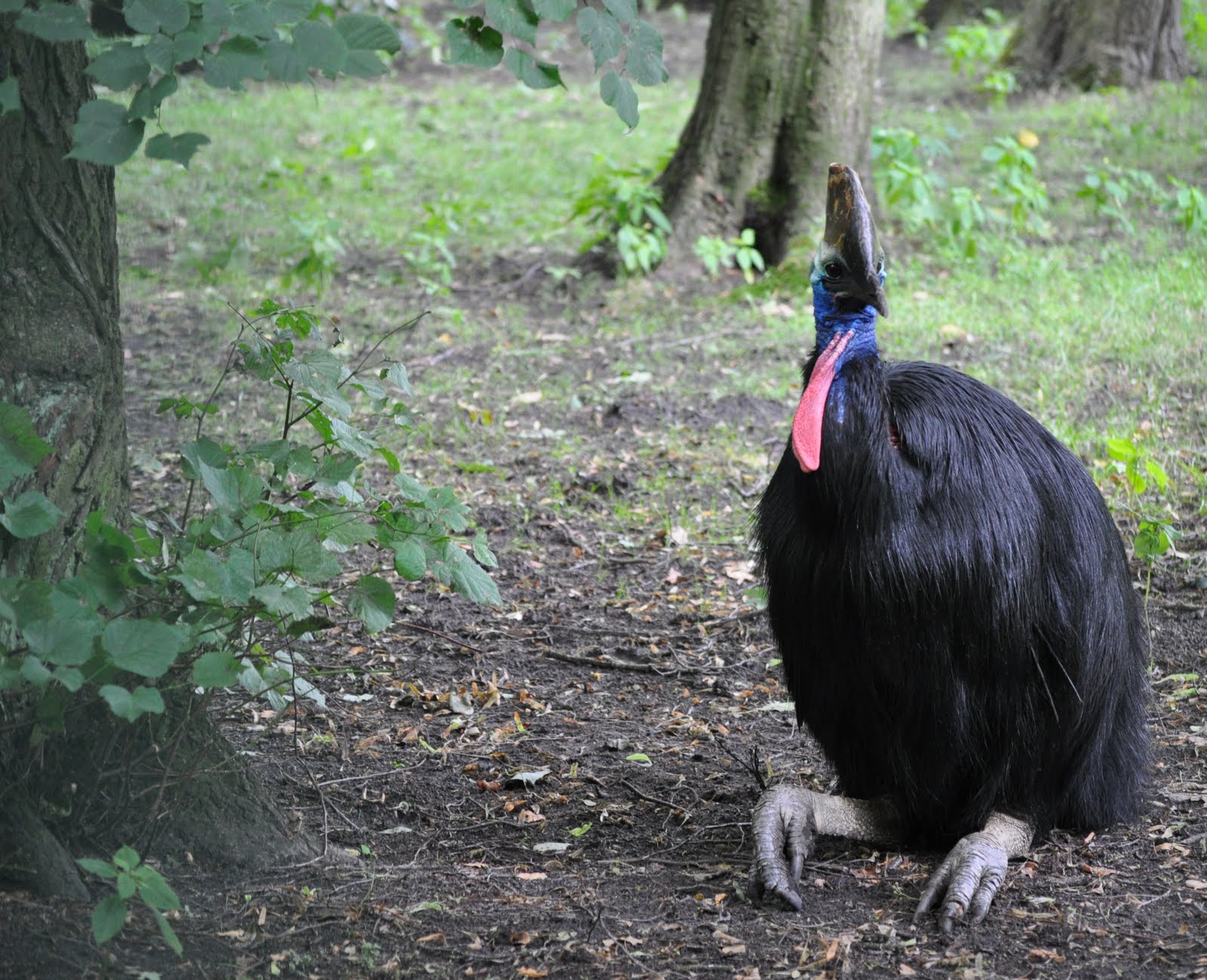 ZOOTOGRAFIANDO (6.100 ANIMALS): CASUARIO COMÚN / SOUTHERN CASSOWARY ...