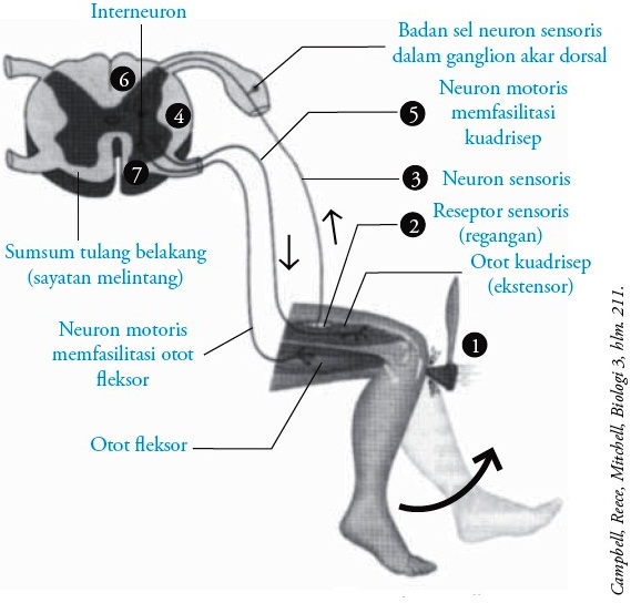 Macam dan Mekanisme Gerak Refleks:blog info