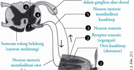 Macam dan Mekanisme Gerak Refleks