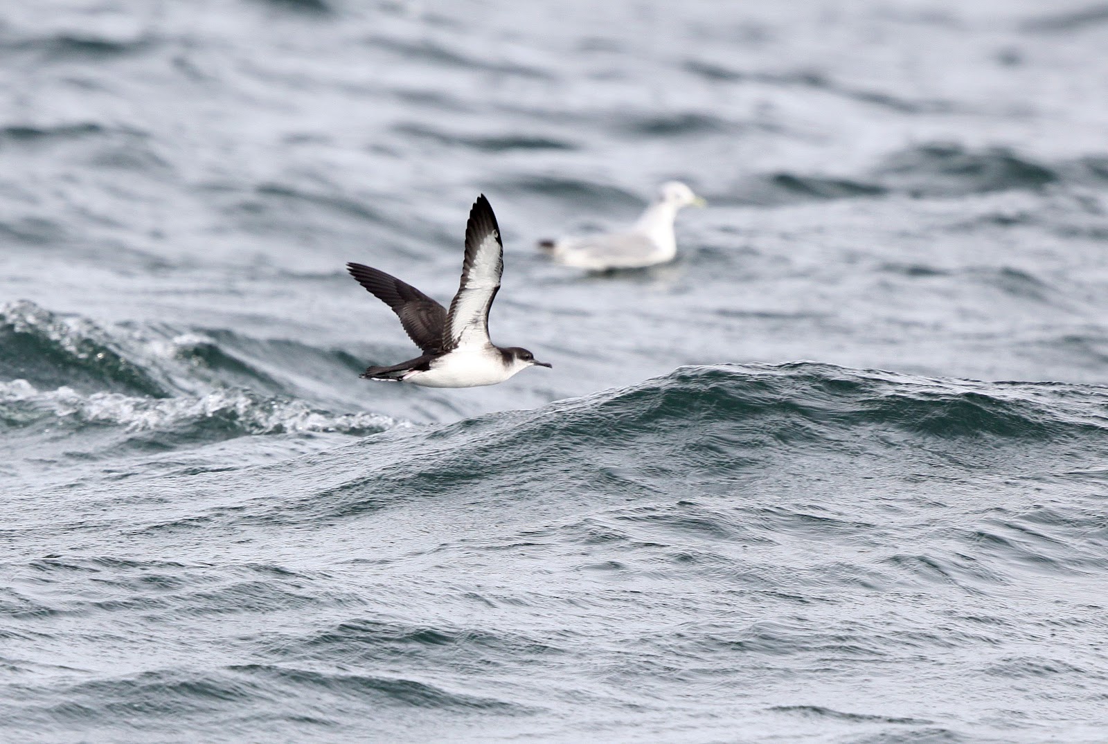 Bird migration is in full swing - Start Birding