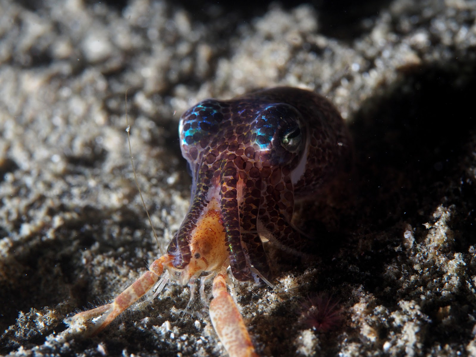 Real Monstrosities: Bobtail Squid