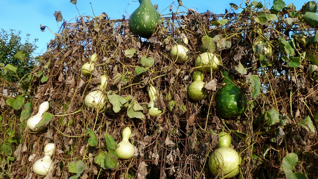 Kleiner Gemüsekönig: Kalebassen kurz vor der Ernte