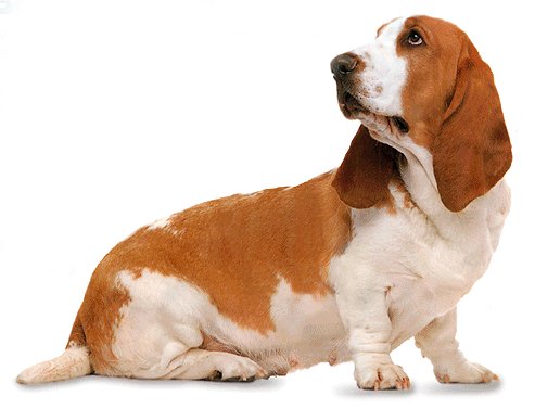 Basset Hound Animal Information And Pictures | All Wildlife Photographs