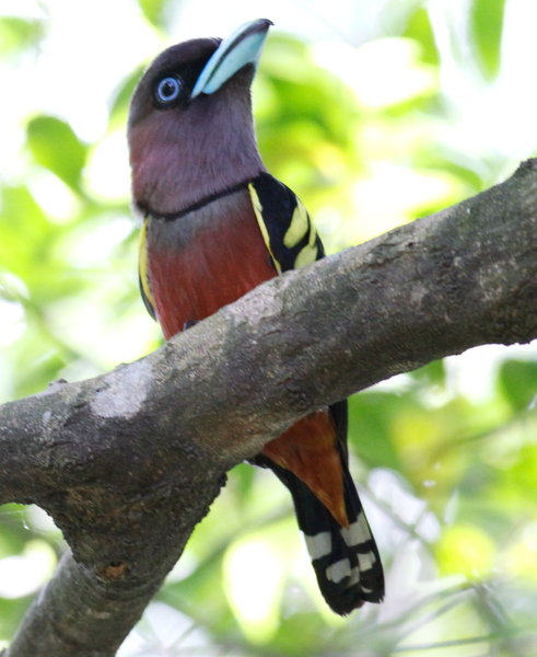 Mike is the name Birding is the game ( Birding in Malaysia - Malaysian ...