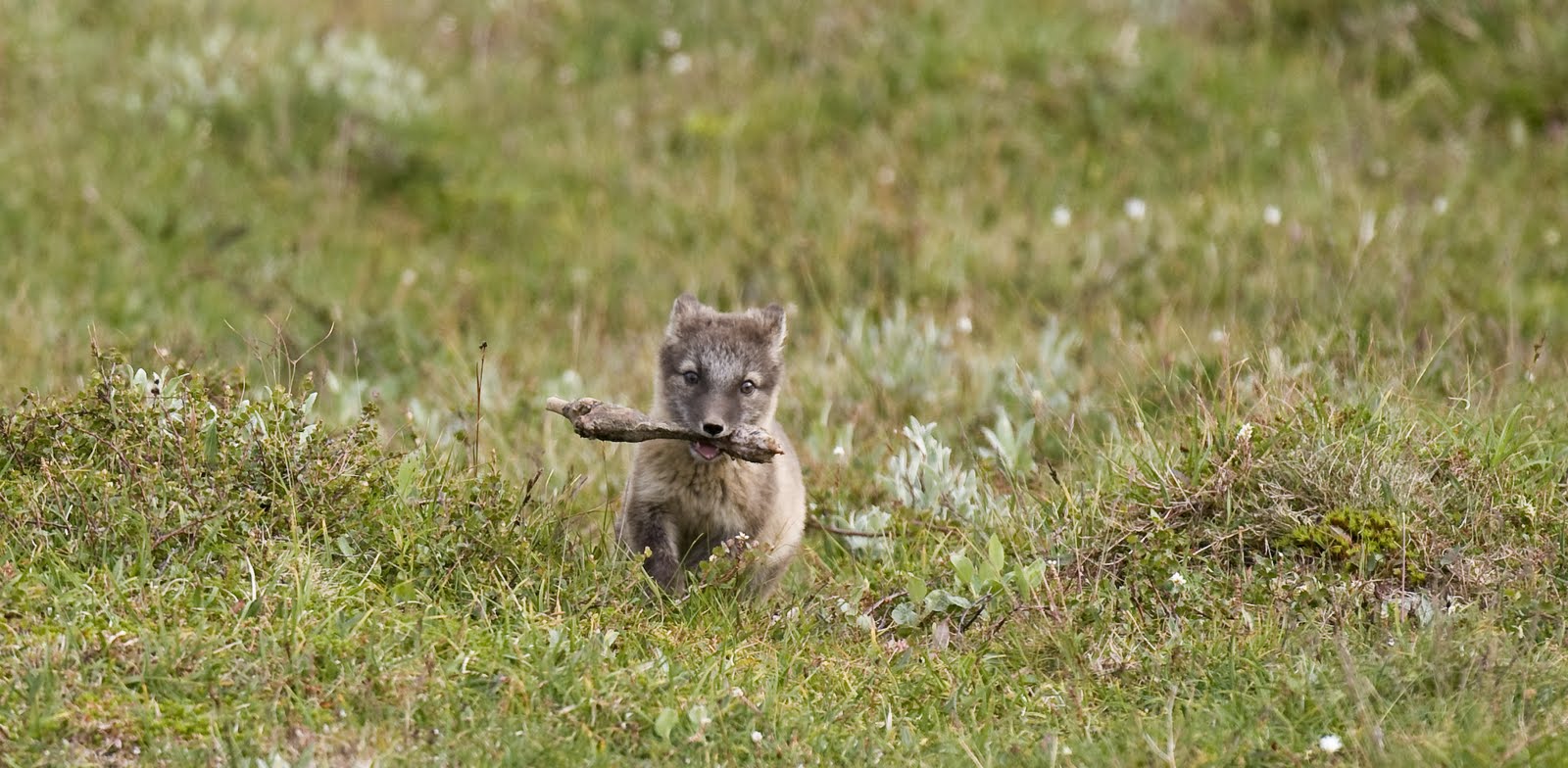 Naturarkivet: Sensitiv informasjon om fjellrev og andre truede dyr skal ...