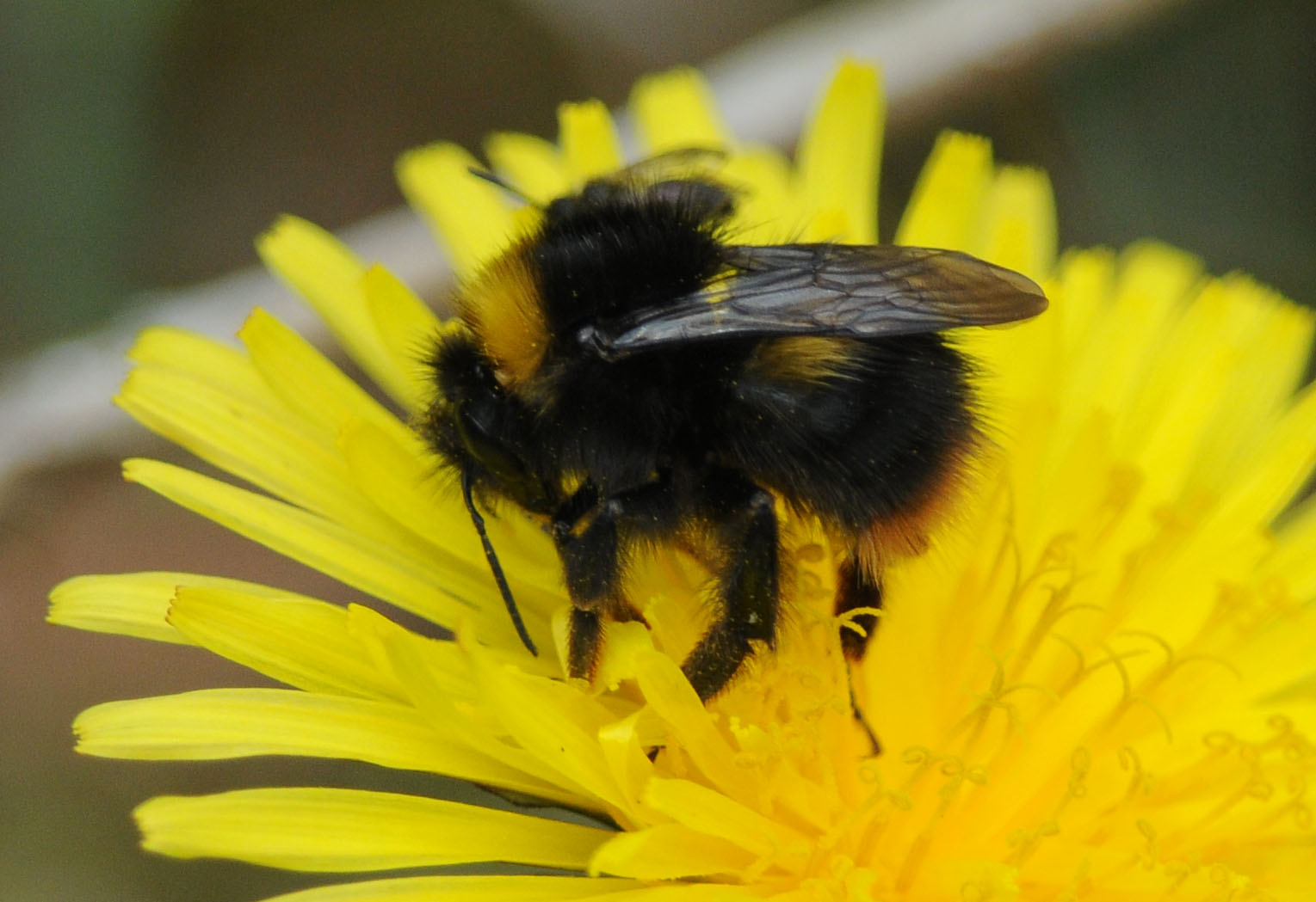 Bill's Birding: Spring Bees