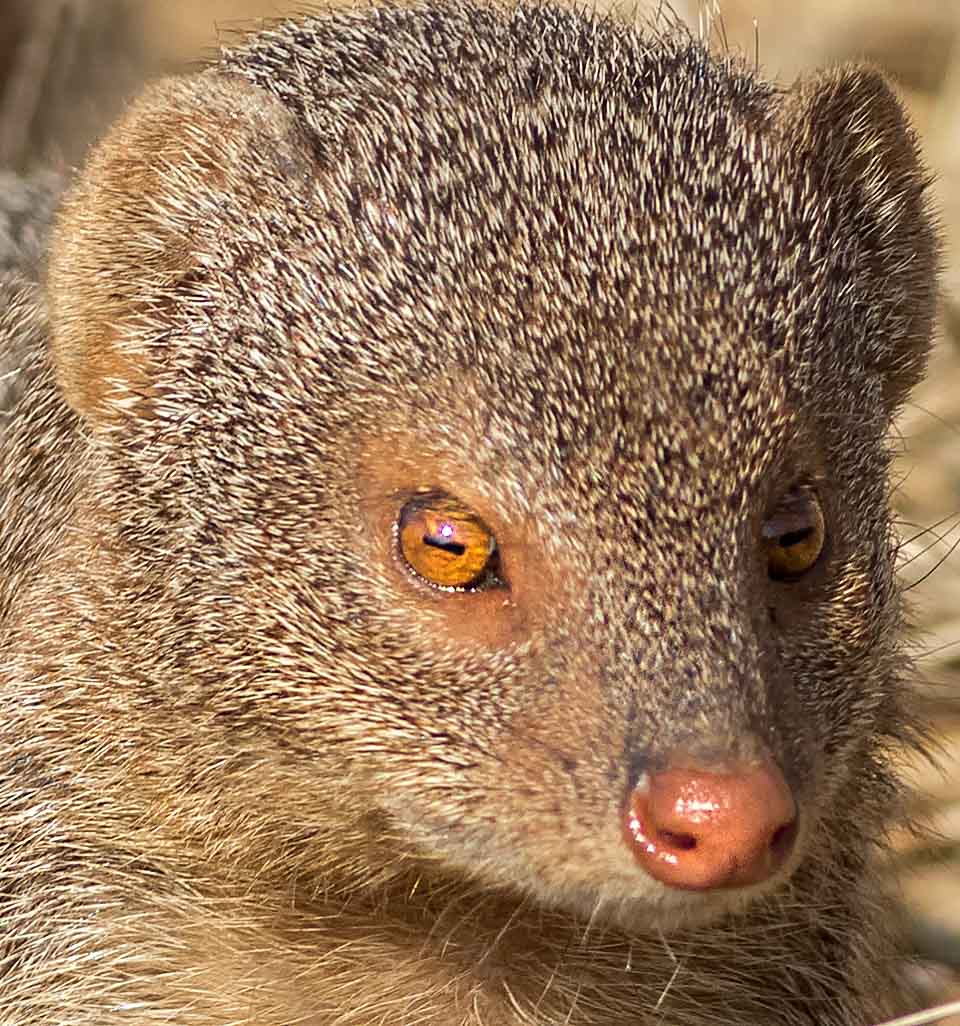 Cock of the Rock: Birding Northern India. Pt. 3: Still at Bharatpur!