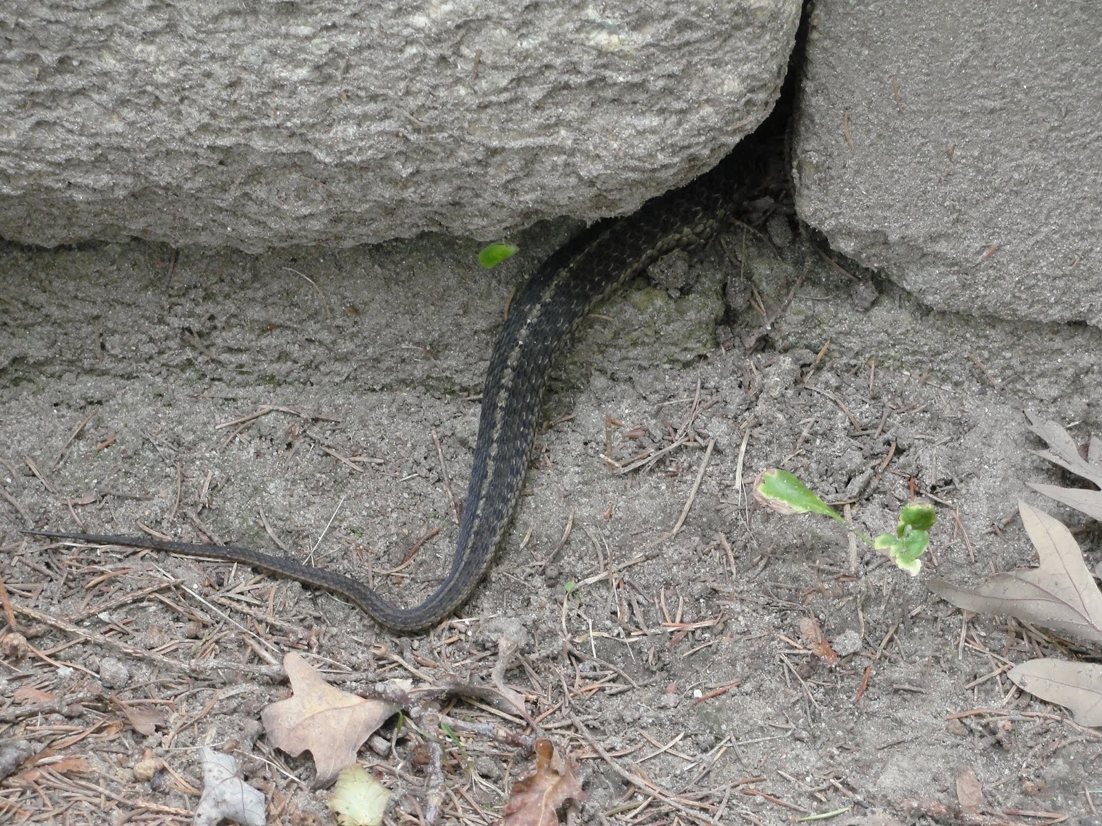 garter snakes | Mary Richmond's Cape Cod Art and Nature
