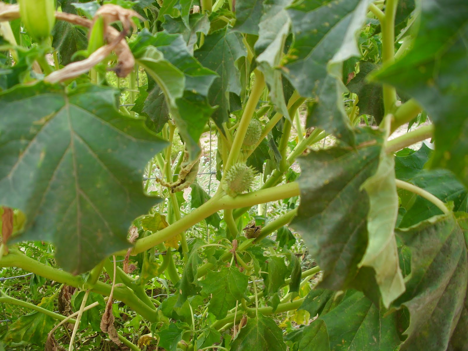 NATURALEZA VERDE DEL LEGOLAS: Estramonio Datura stramonium