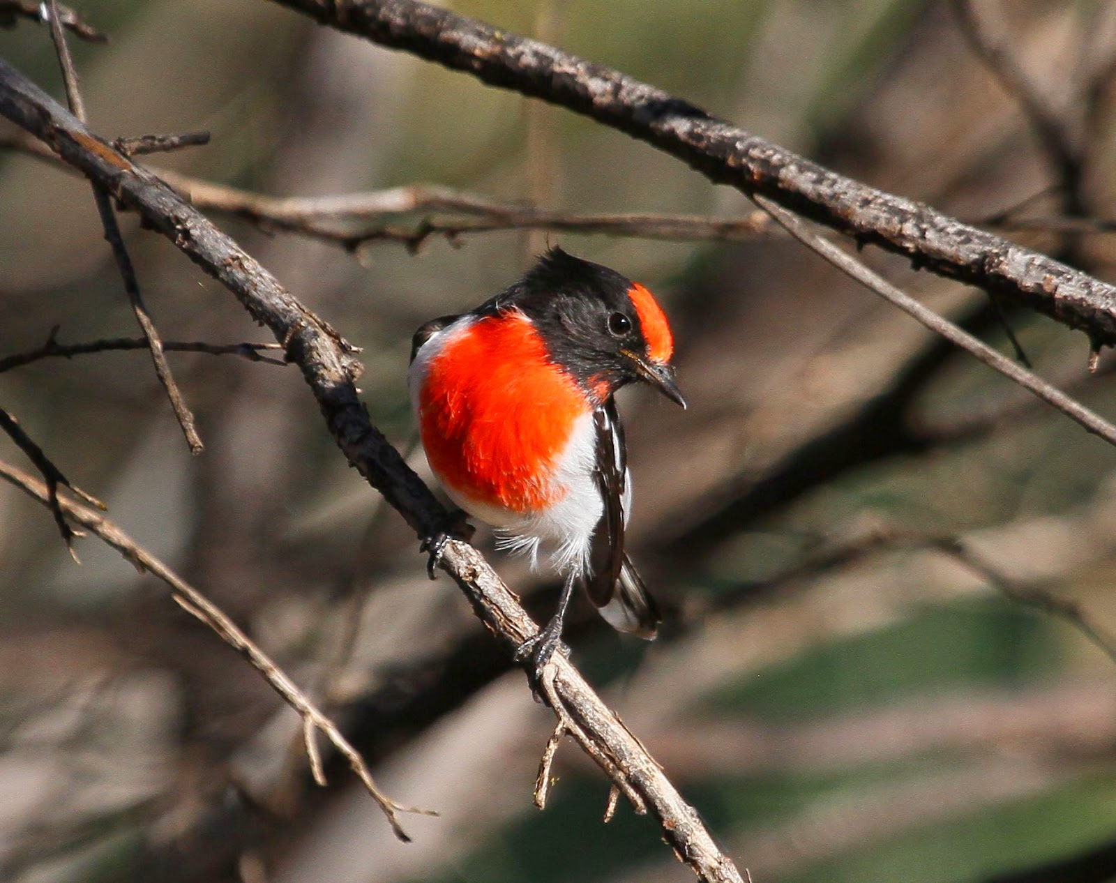 Richard Waring's Birds of Australia: Hooded and Red-capped Robin photos