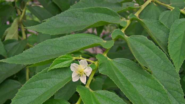 Kersen | Cherry | Benefits For Better Life - FRUITS