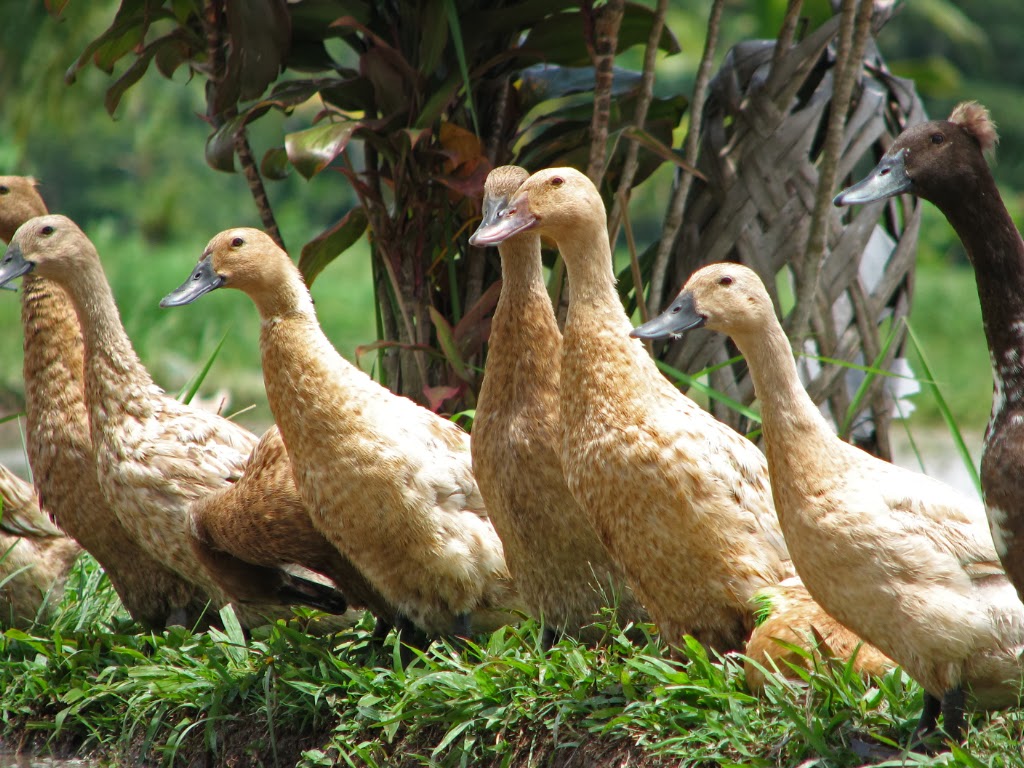 BERITIK BLOG: GAMBAR BETERNAK ITIK PEDAGING 5