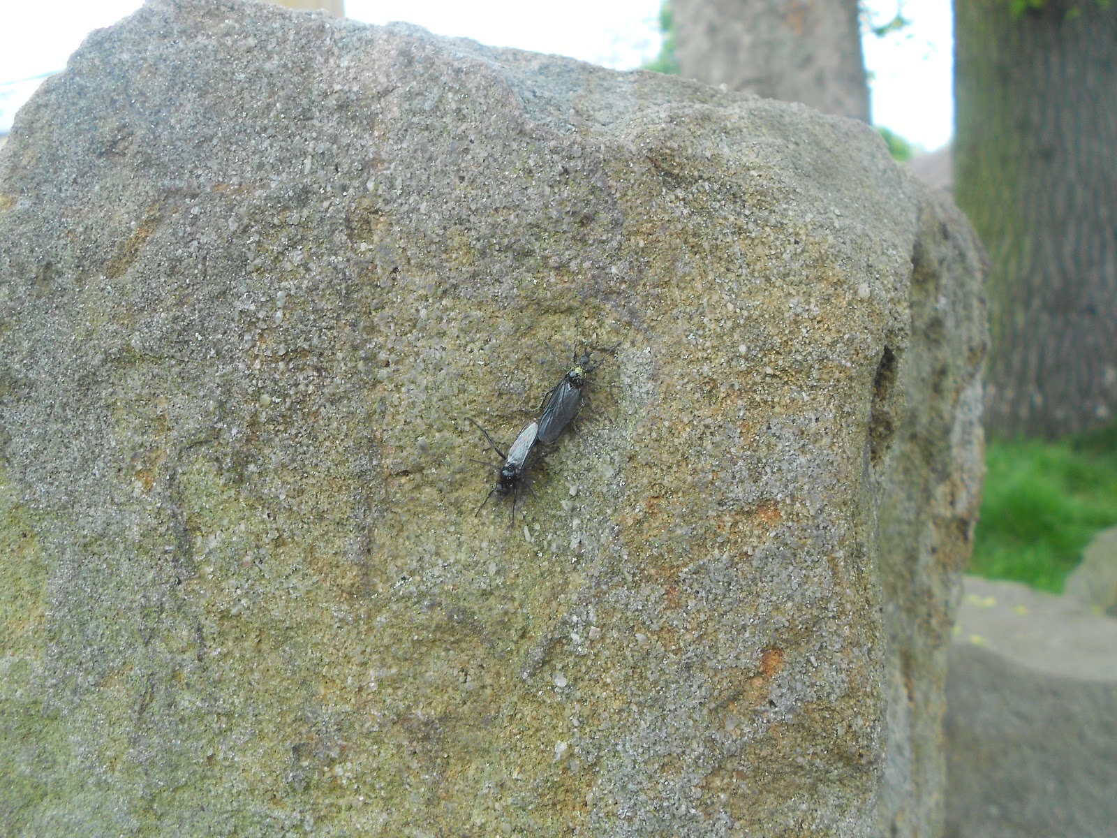 Bugs Bugs Bugs!!! and more