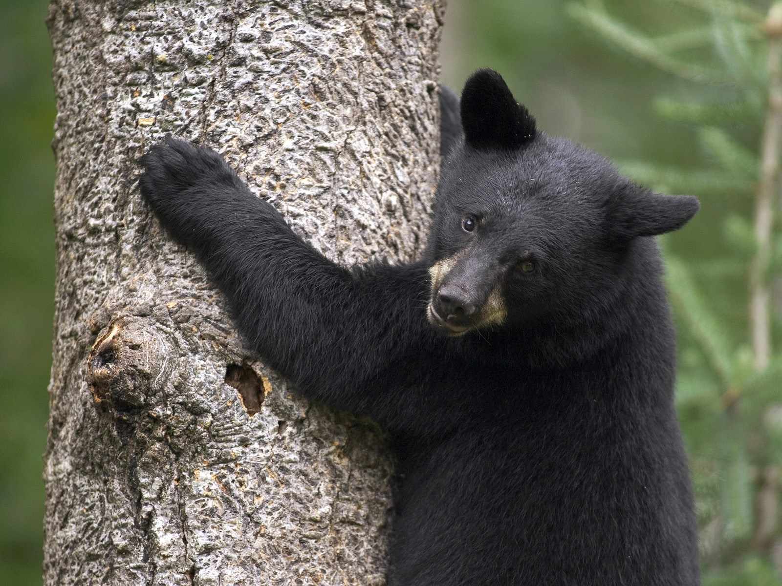 osos,osos polares,wallpapers hd,fondos,bear,