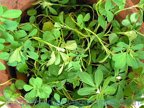 Methi Pulao and other Food from Fresh Methi Leaves