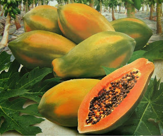 PLANTAS CURATIVAS: PAPAYA (MAMÓN)