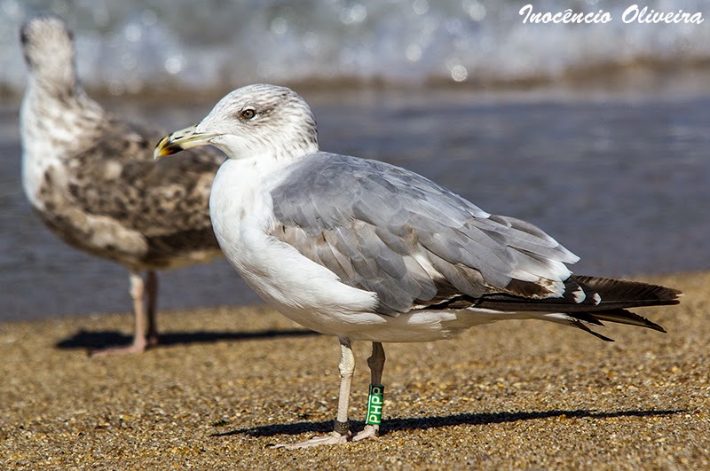 Birds of Portugal: Gaivota-de-patas-amarelas / Yellow-legged Gull ...