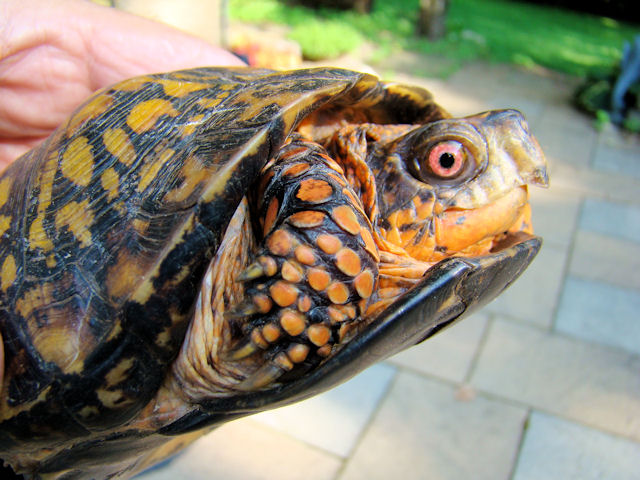 Blue Ridge Foothills & Lakes Virginia Master Naturalists: Eastern Box ...