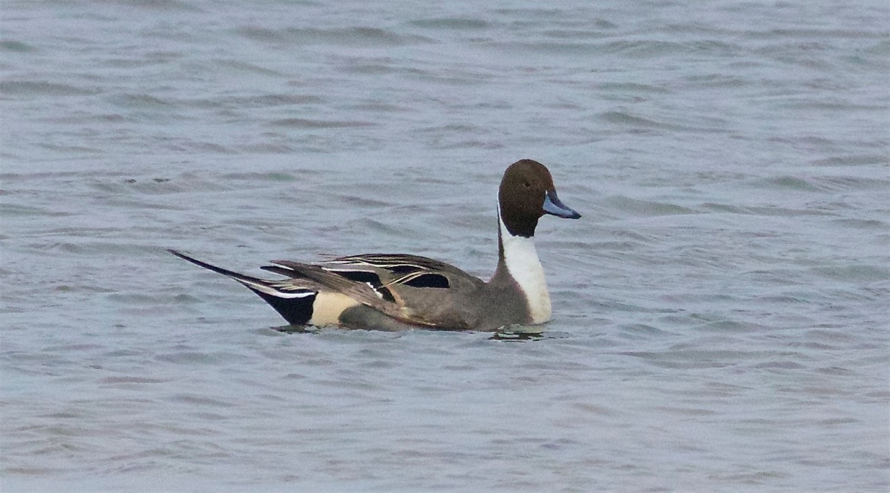 Natur og fugle omkring Svendborg arkiv