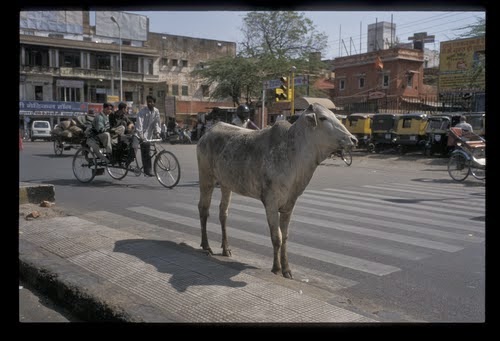 Photography by David Raphael Biren: Delhi, India "Cow Drecting Traffic ...
