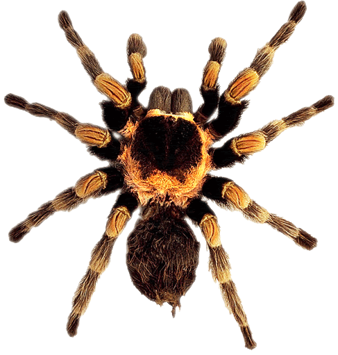 Insects & Bugs Facts : Insects and Bugs World